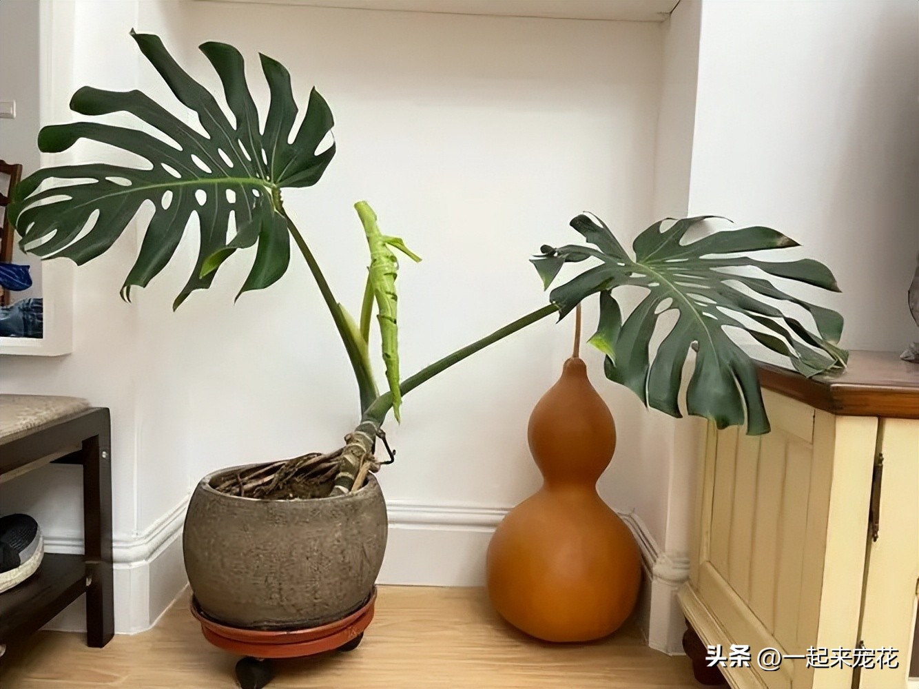 Raising monstera in the dog days, teach you a few tips, safe summer ...
