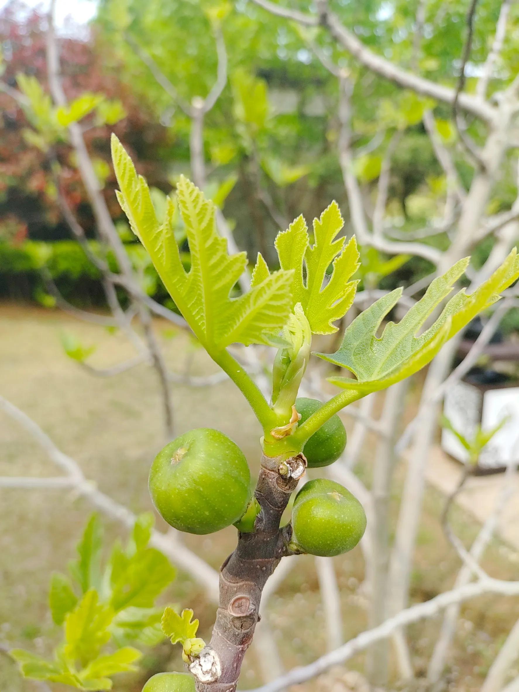 Figs, leaves and fruits, flowers in the fruit, leaves on the branches ...