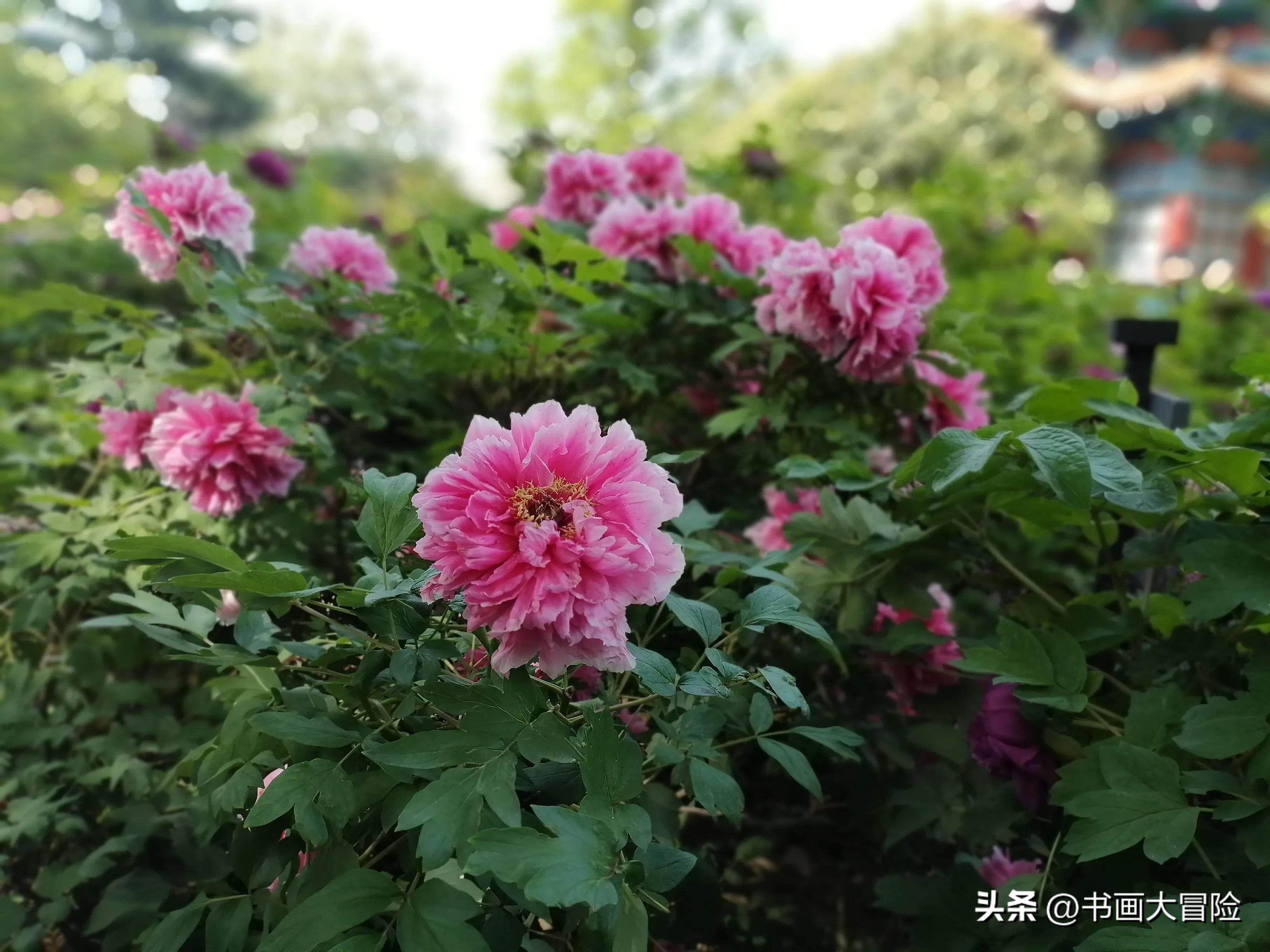 King's City:Wangcheng Park - iMedia