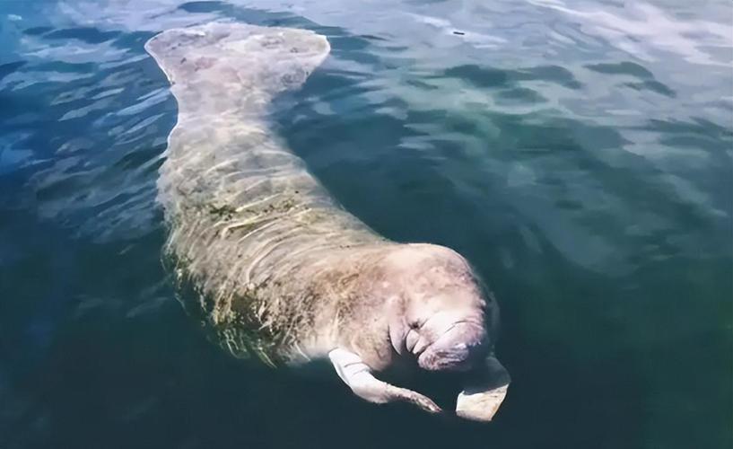 The underwater "mermaid" dugong is a marine mammal. How should we ...