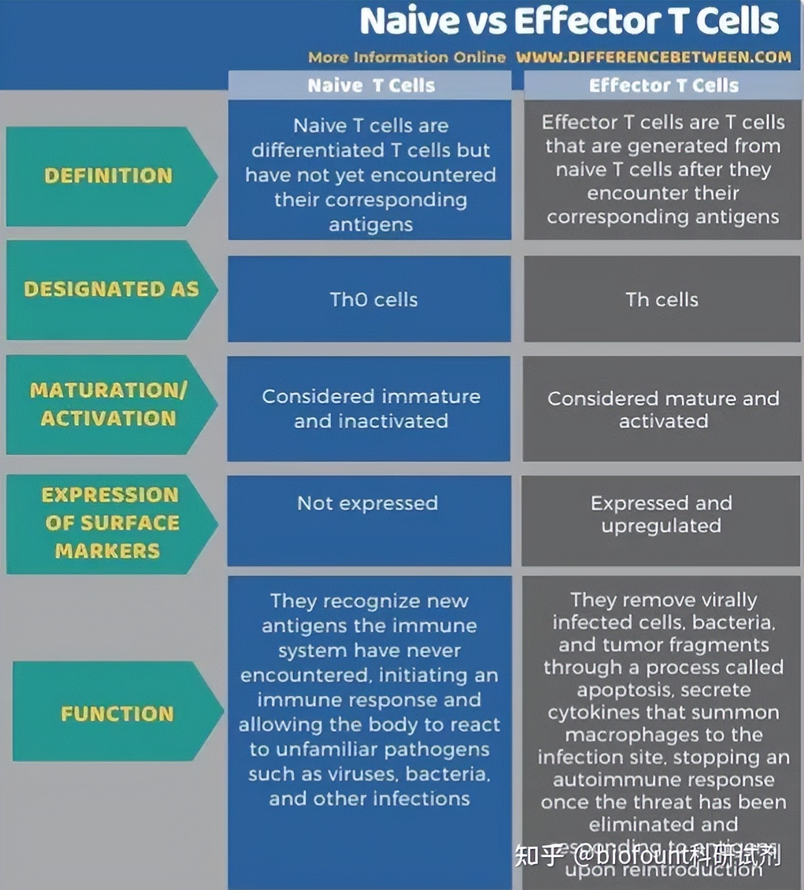 What is the difference between naive T cells and effector T cells? - iMedia