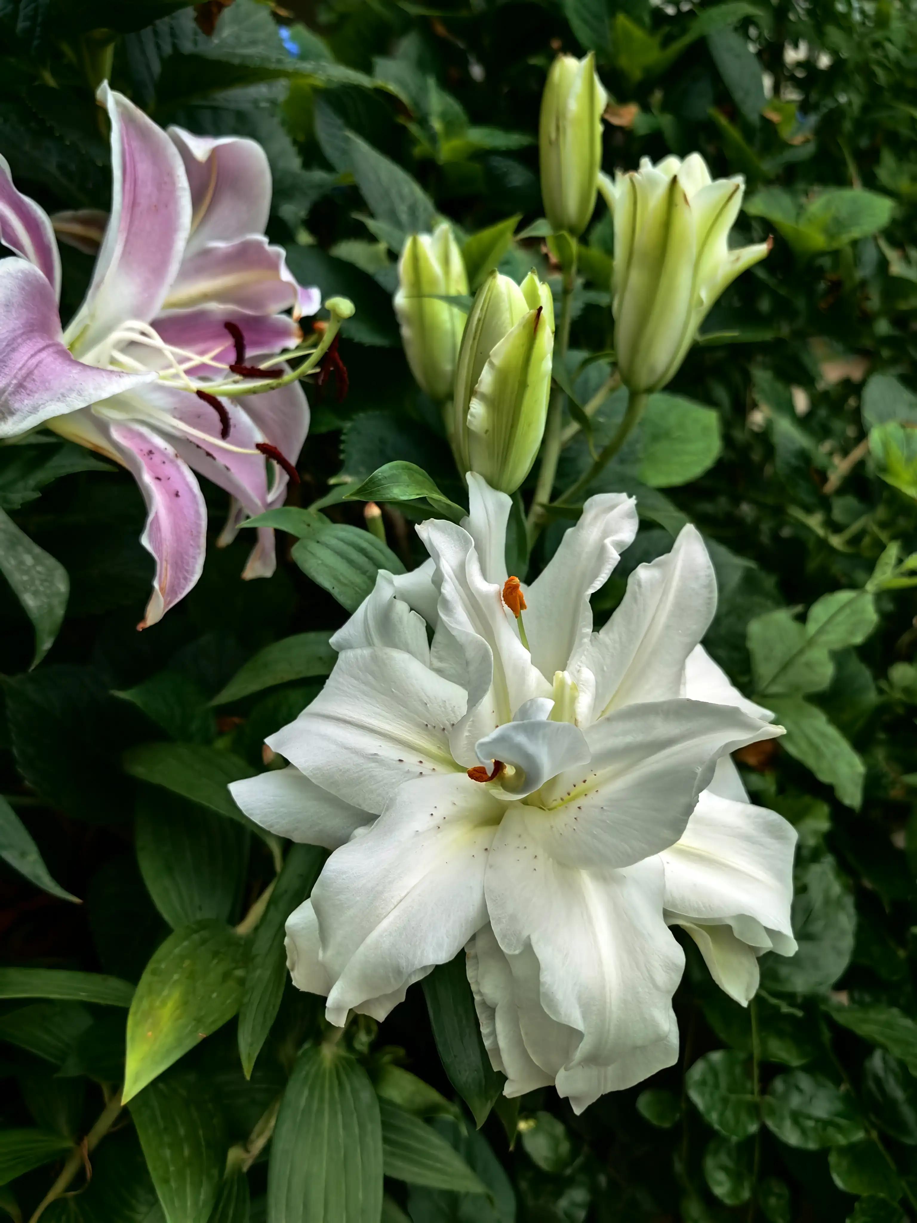 The most beautiful lily in midsummer - snowboard - iMedia