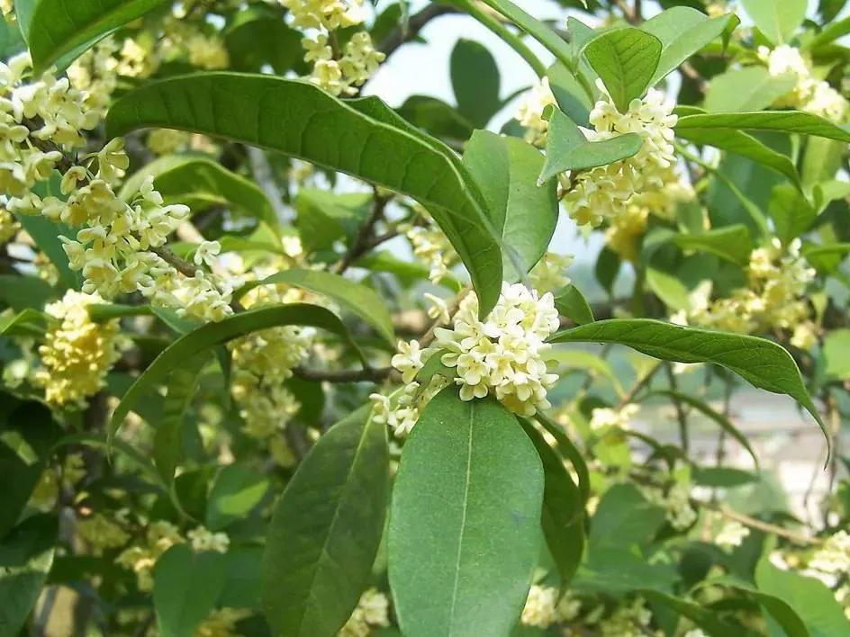 Chinese Osmanthus • Silver Osmanthus - iMedia