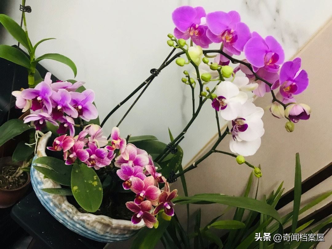 "King of Flowers" and "Queen of Flowers", Analysis of Orchid ...