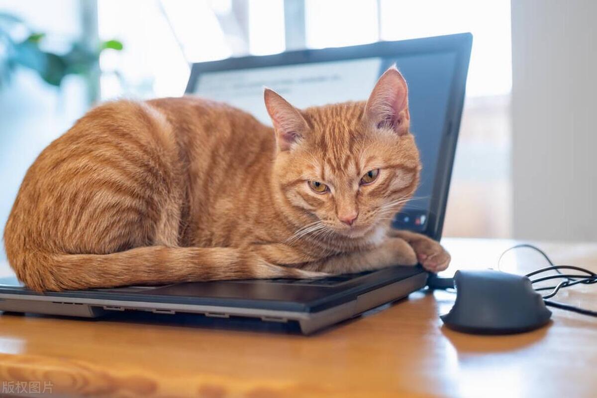 Why do cats like to lie on the keyboard? Uncover the cat's "keyboard ...
