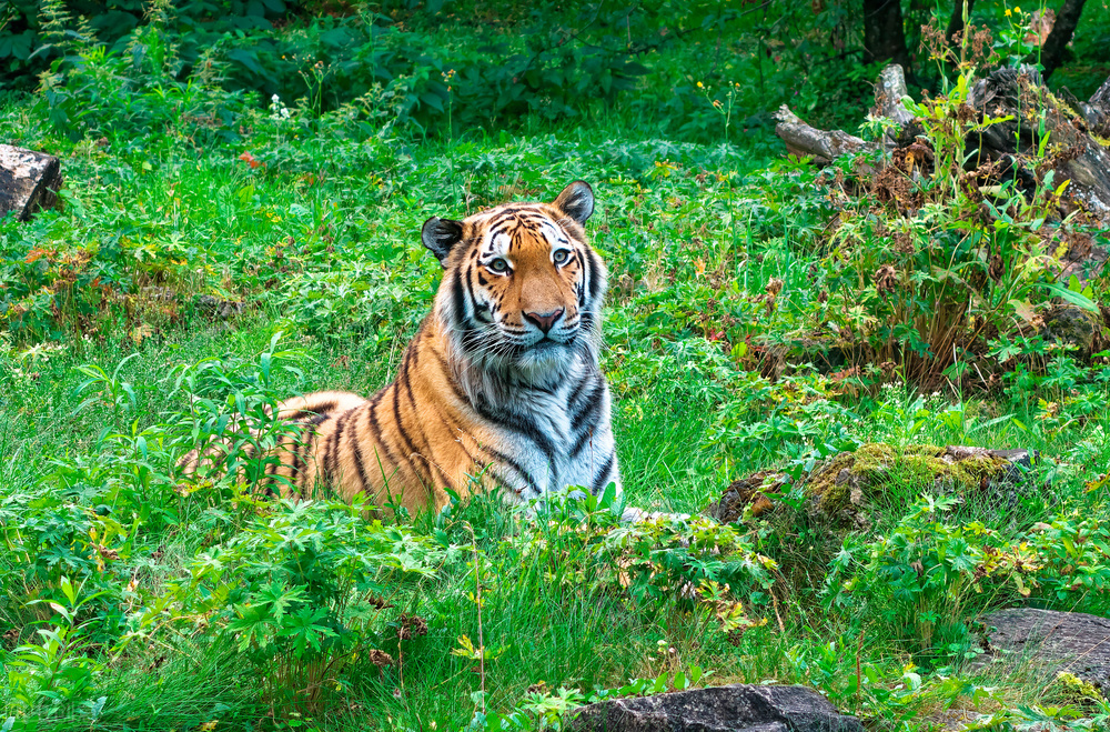 The life of the legendary tiger king - iNEWS