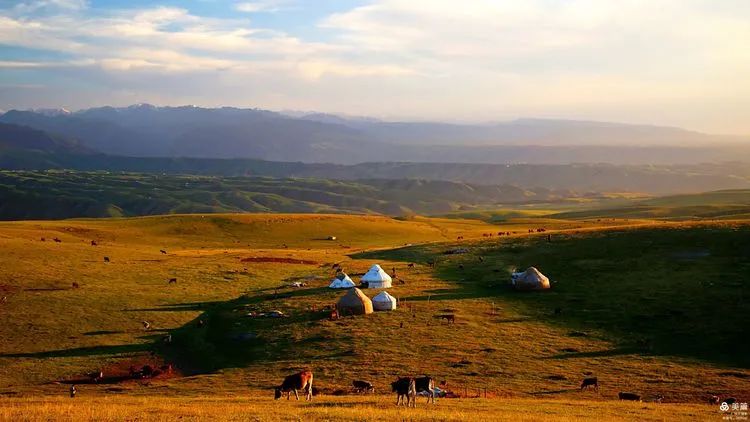 Xinjiang Kalajun: alpine five-flower meadow natural prairie - iNEWS