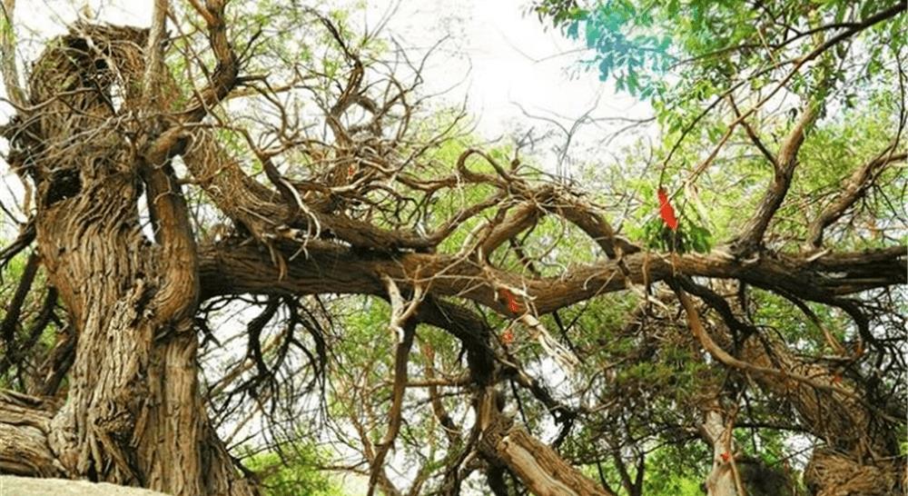 An ancient willow tree with a diameter of 3 meters was discovered in ...