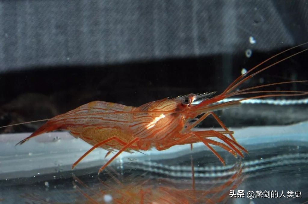 [The whole series of animal kingdom] Ventral embryo suborder - Algae ...