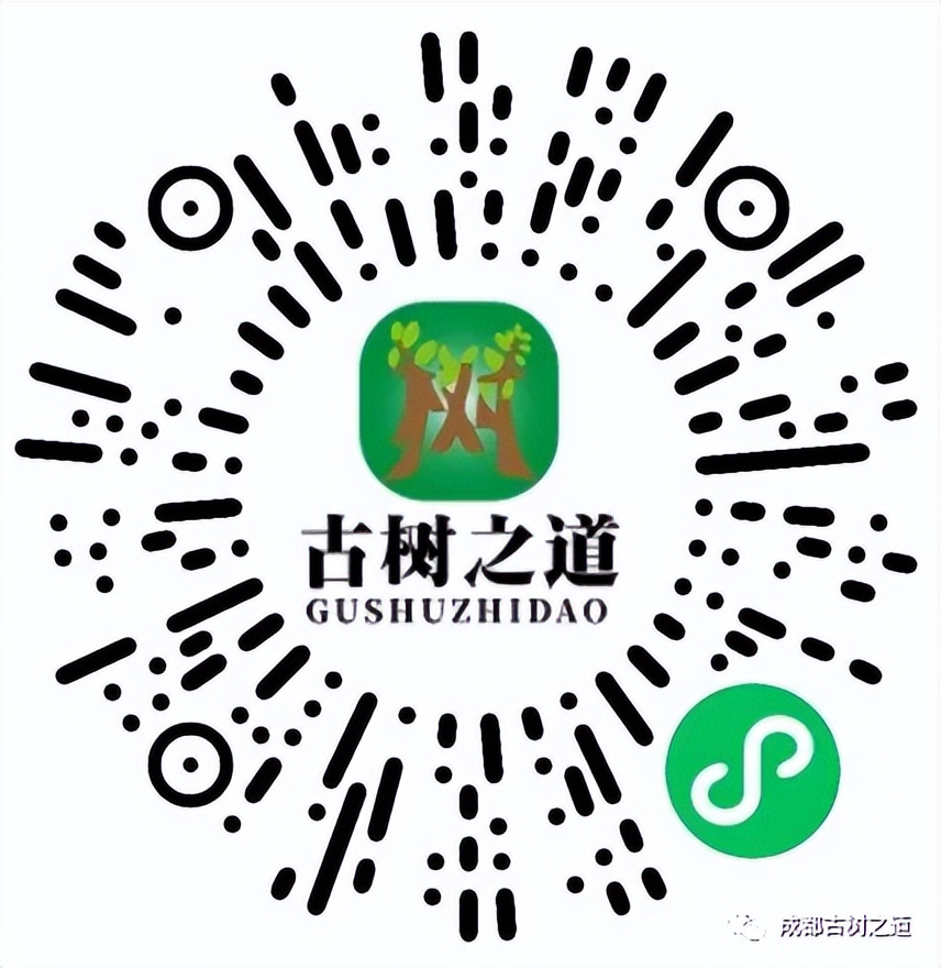 80% of people don't know what the fruit of Luo Han Song looks like - iNEWS