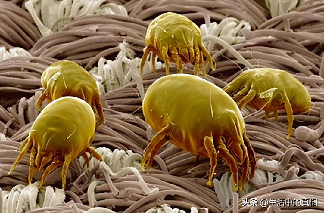 Are the mites that can be seen everywhere in life really that scary ...