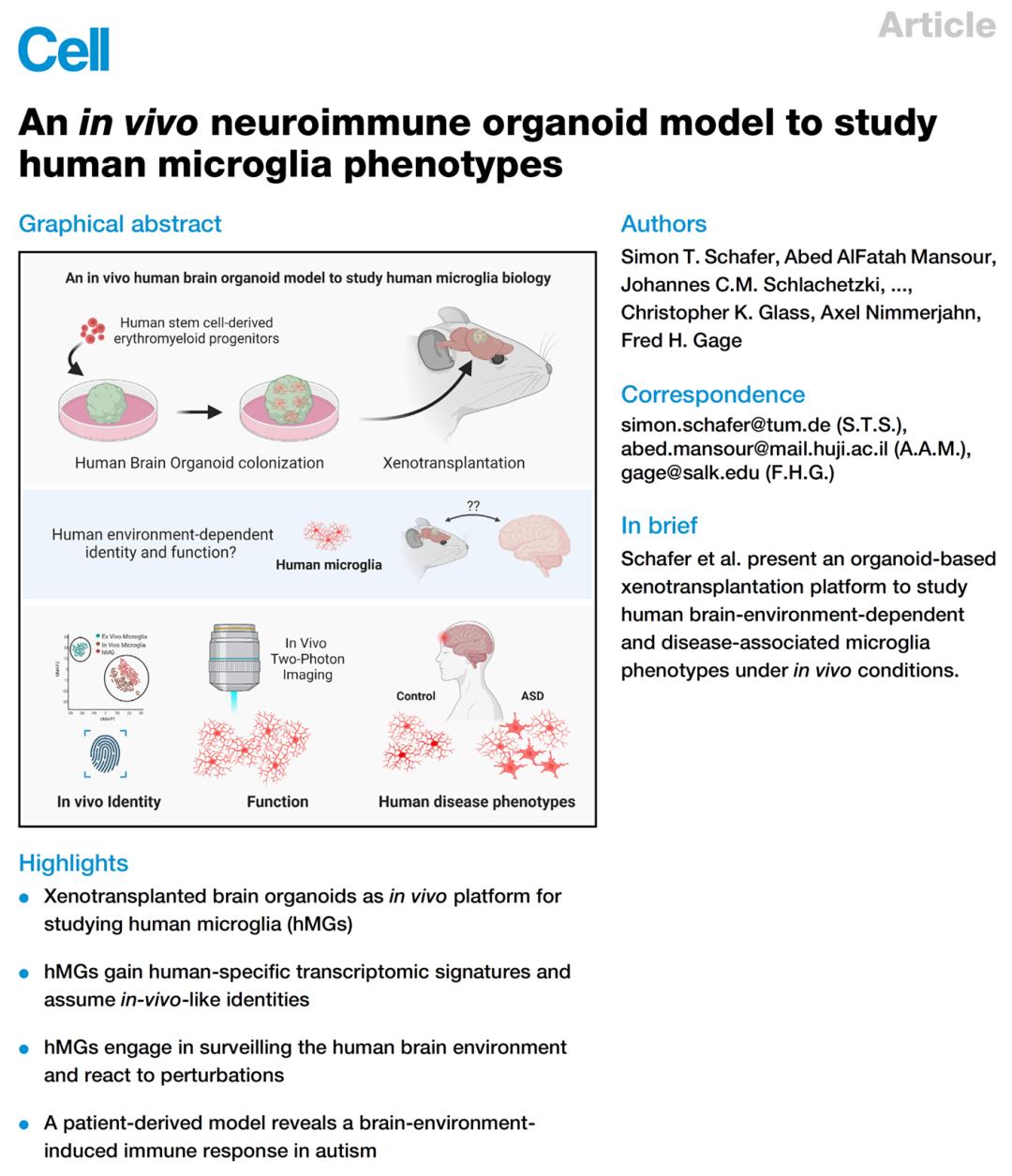 A New Model Based on Organoid Transplantation to Study Human Brain ...