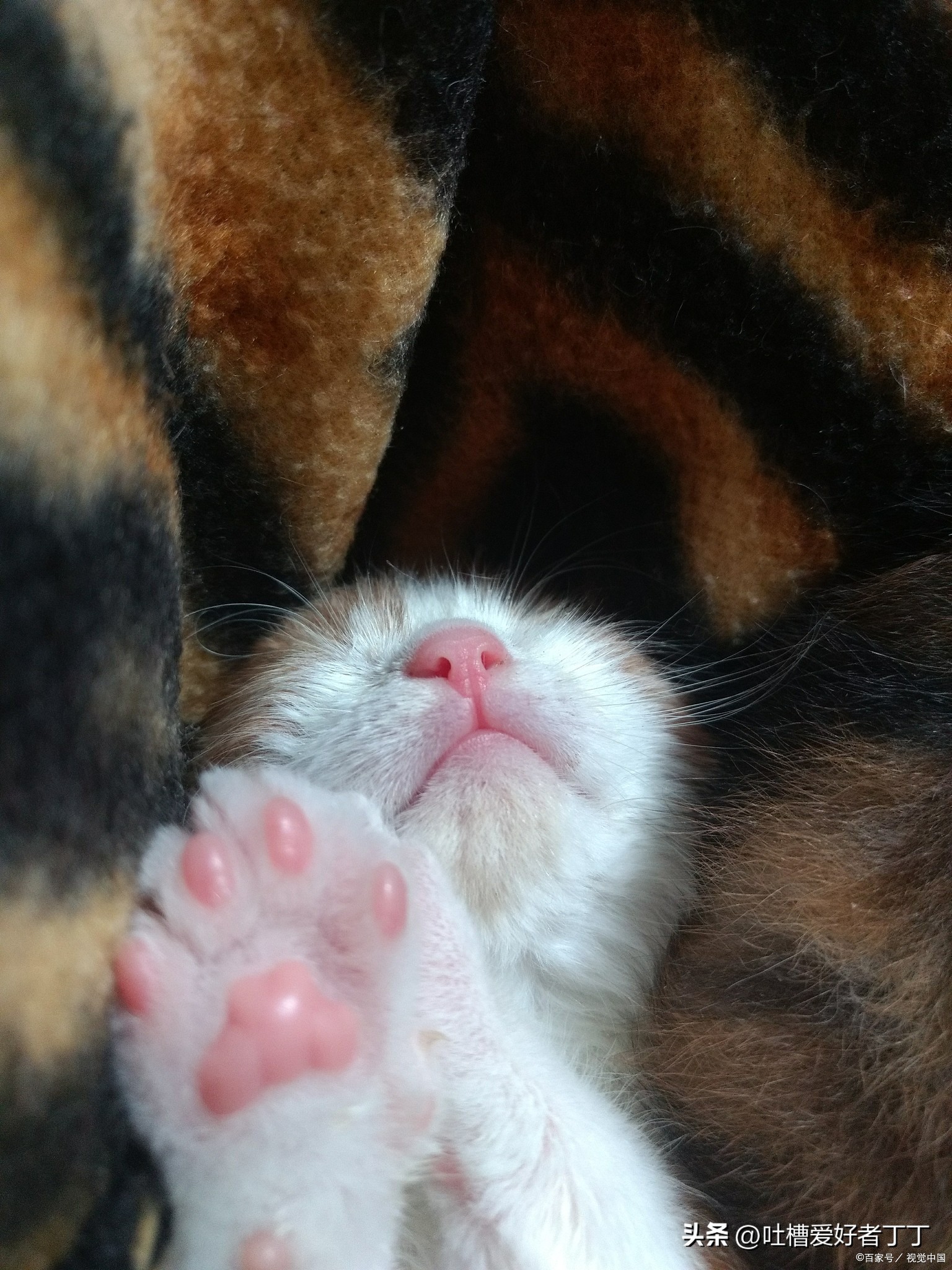 Can cats be led bad by other cats? - iNEWS