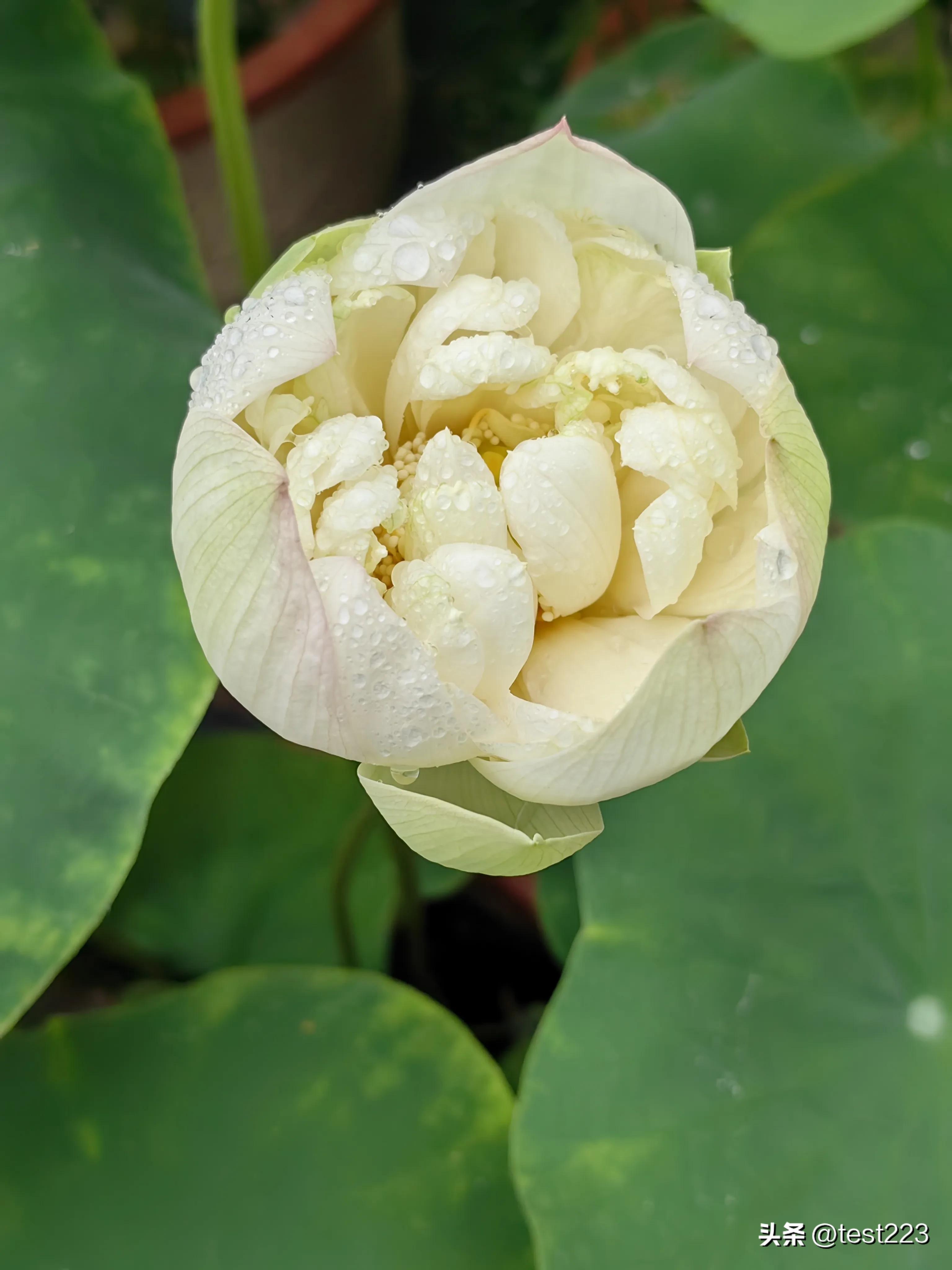 Fengdong Lotus Garden - iNEWS