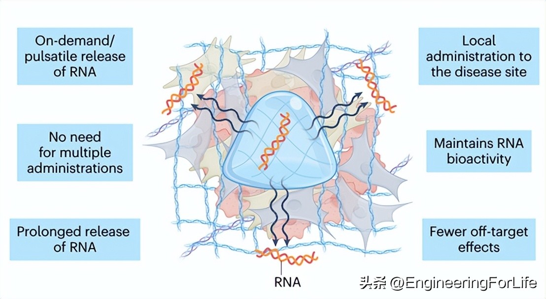 NM Review: Hydrogels—the "gentle hand" of RNA delivery - iNEWS