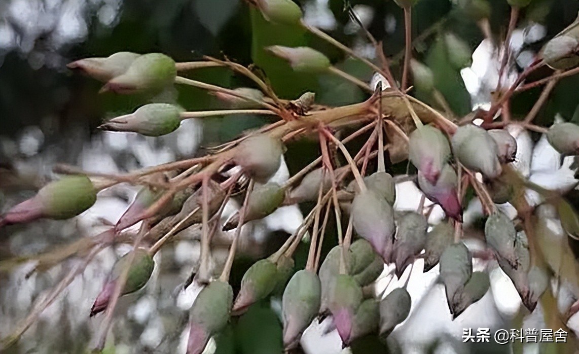 Seeing the poisonous arrow wood that seals the throat with blood, how ...