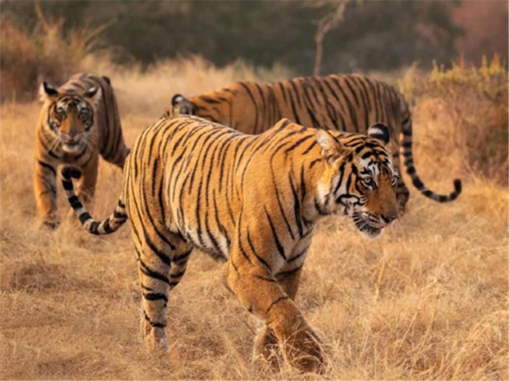 The male tiger caught a 300-pound sambar and went to drive away the ...