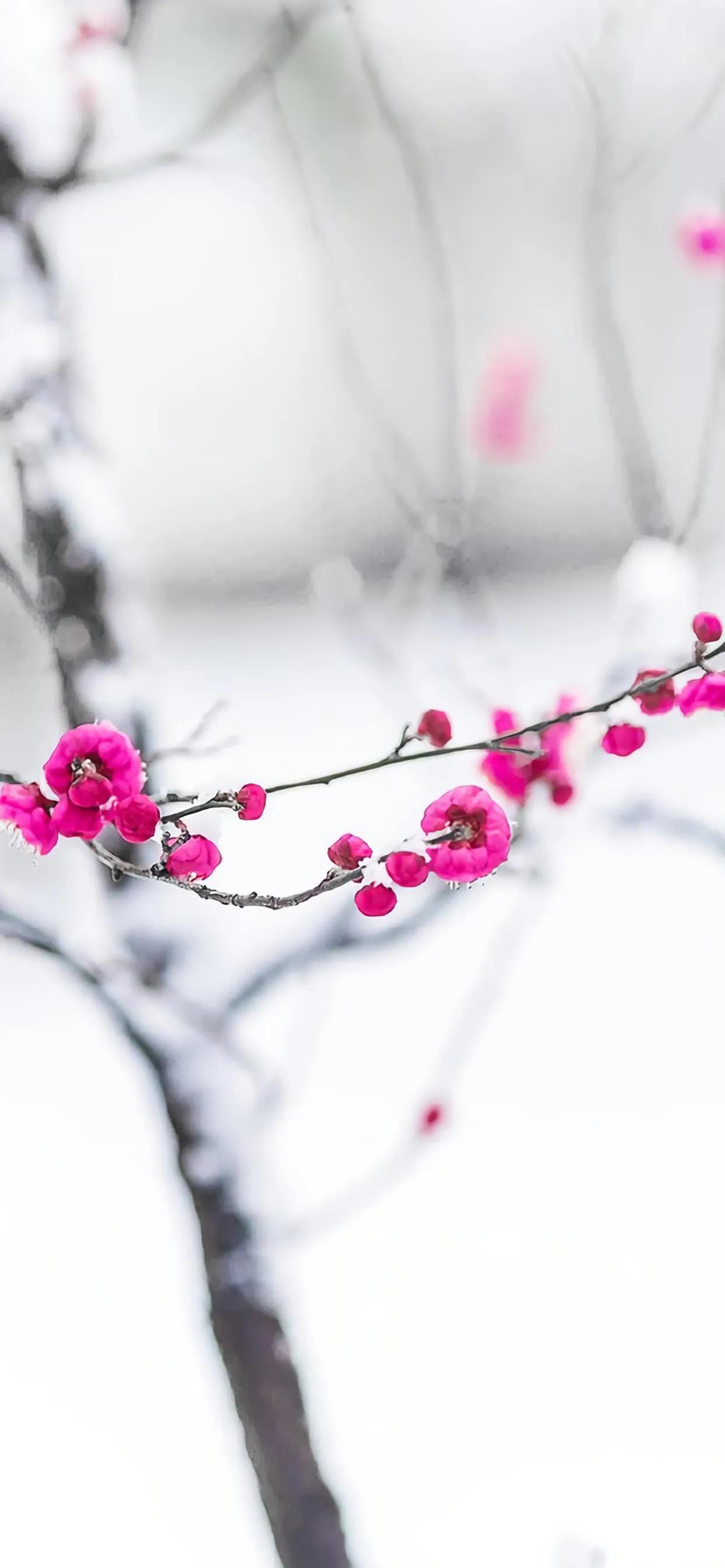 Plum blossoms are differently red after snow - iNEWS