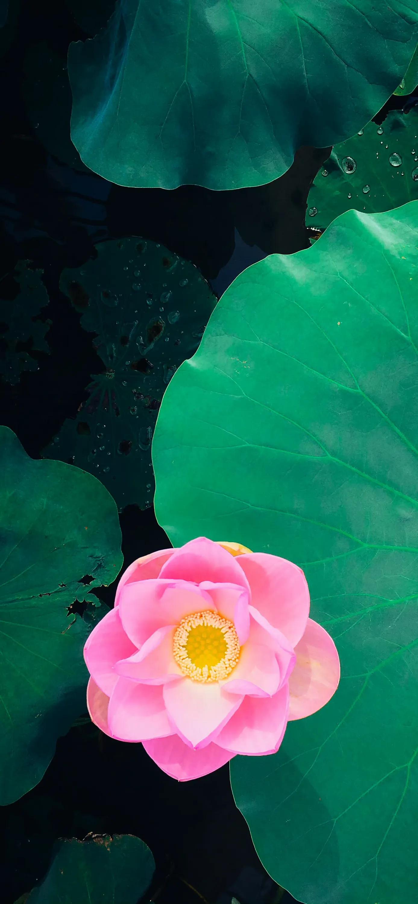 "Beautiful lotus" mobile wallpaper - iNEWS