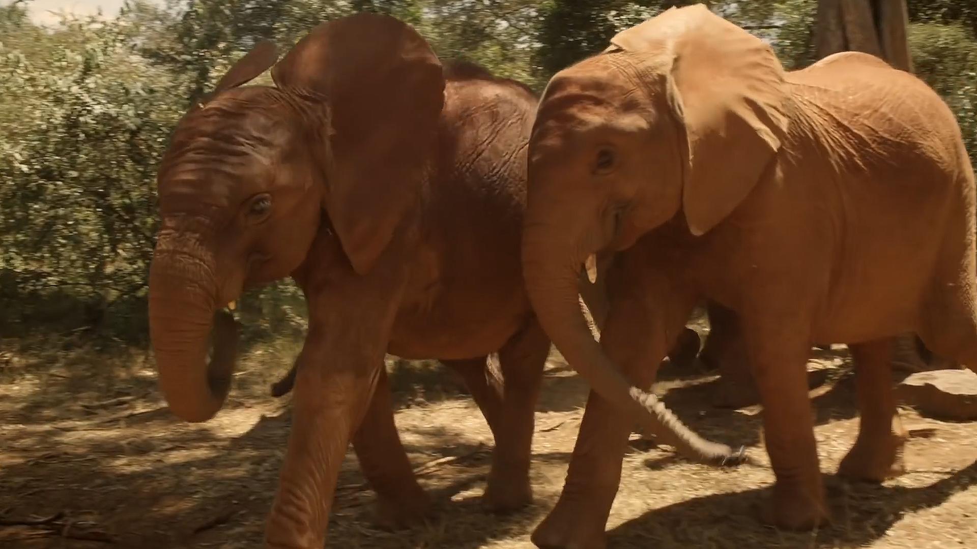 The poor baby elephant was dying, the elephant group was unable to ...