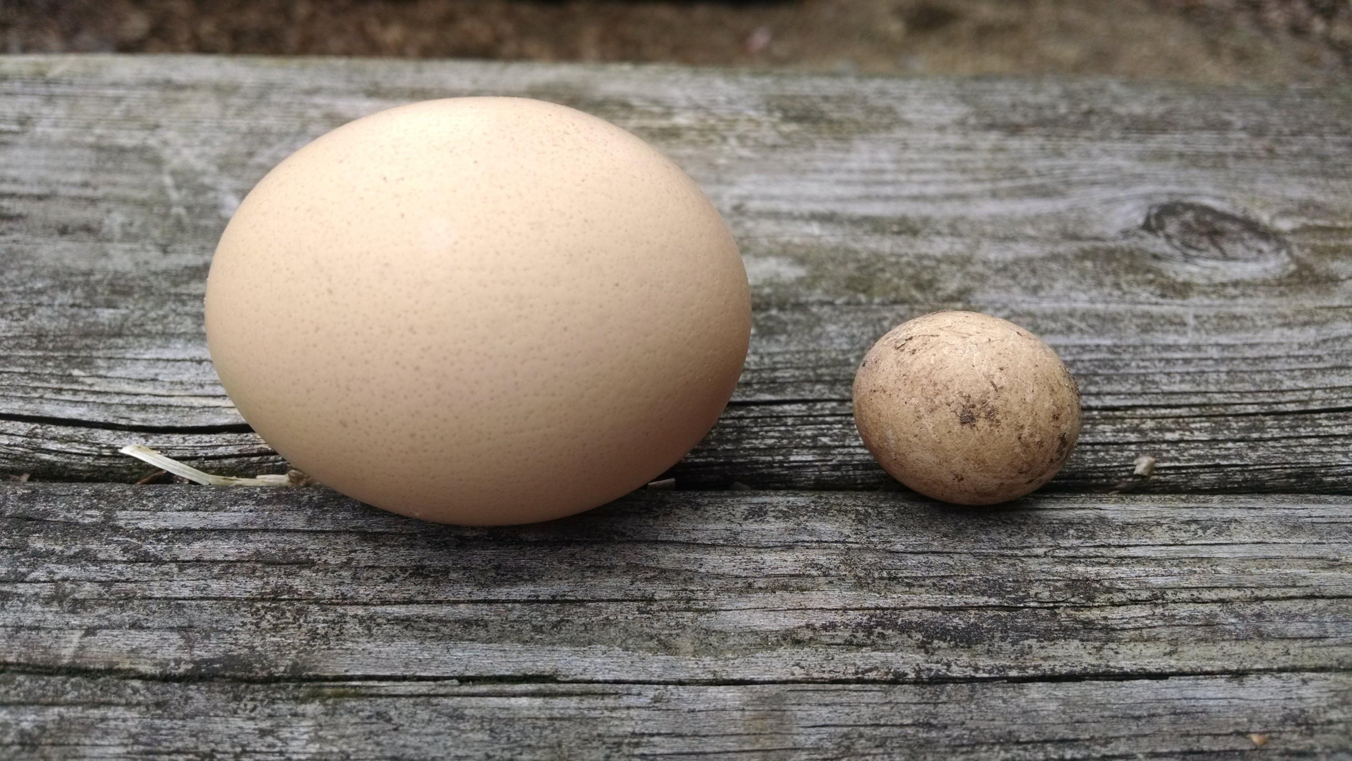Inventory of the 9 strangest eggs, how many have you seen? - iMedia
