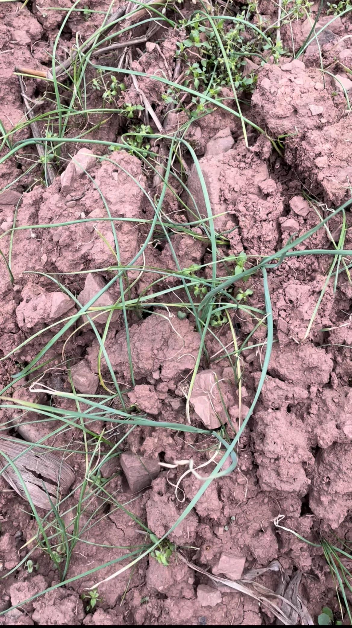 Ten Most Common Wild Vegetables in Spring - iMedia