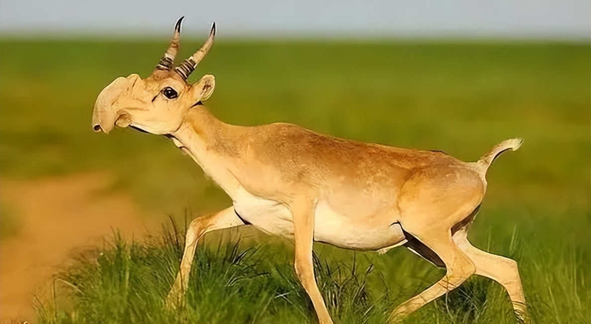 Three species of animals in Xinjiang have become extinct. Who is the ...