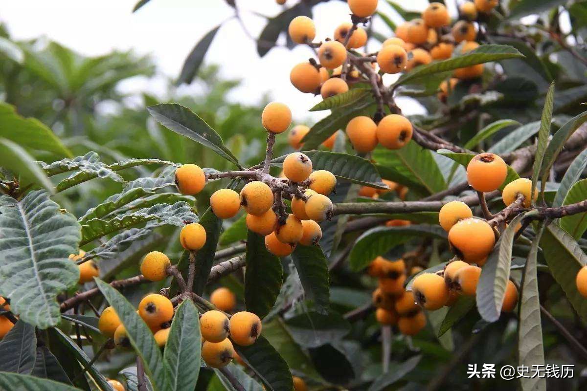 Loquat originates in China, but is named as Japanese hawthorn ...
