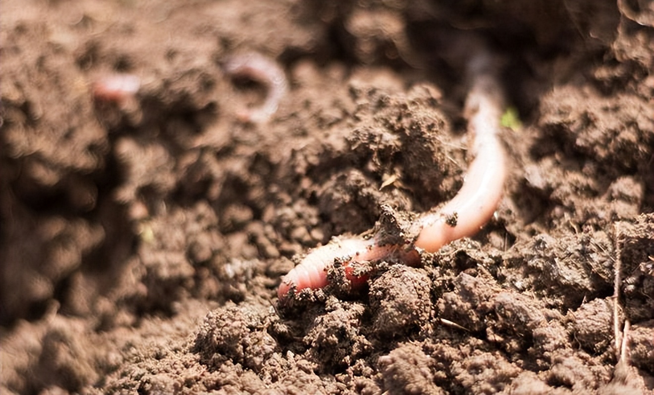 Earthworms: "engineers" in soil, "partners" in ecosystems - iMedia