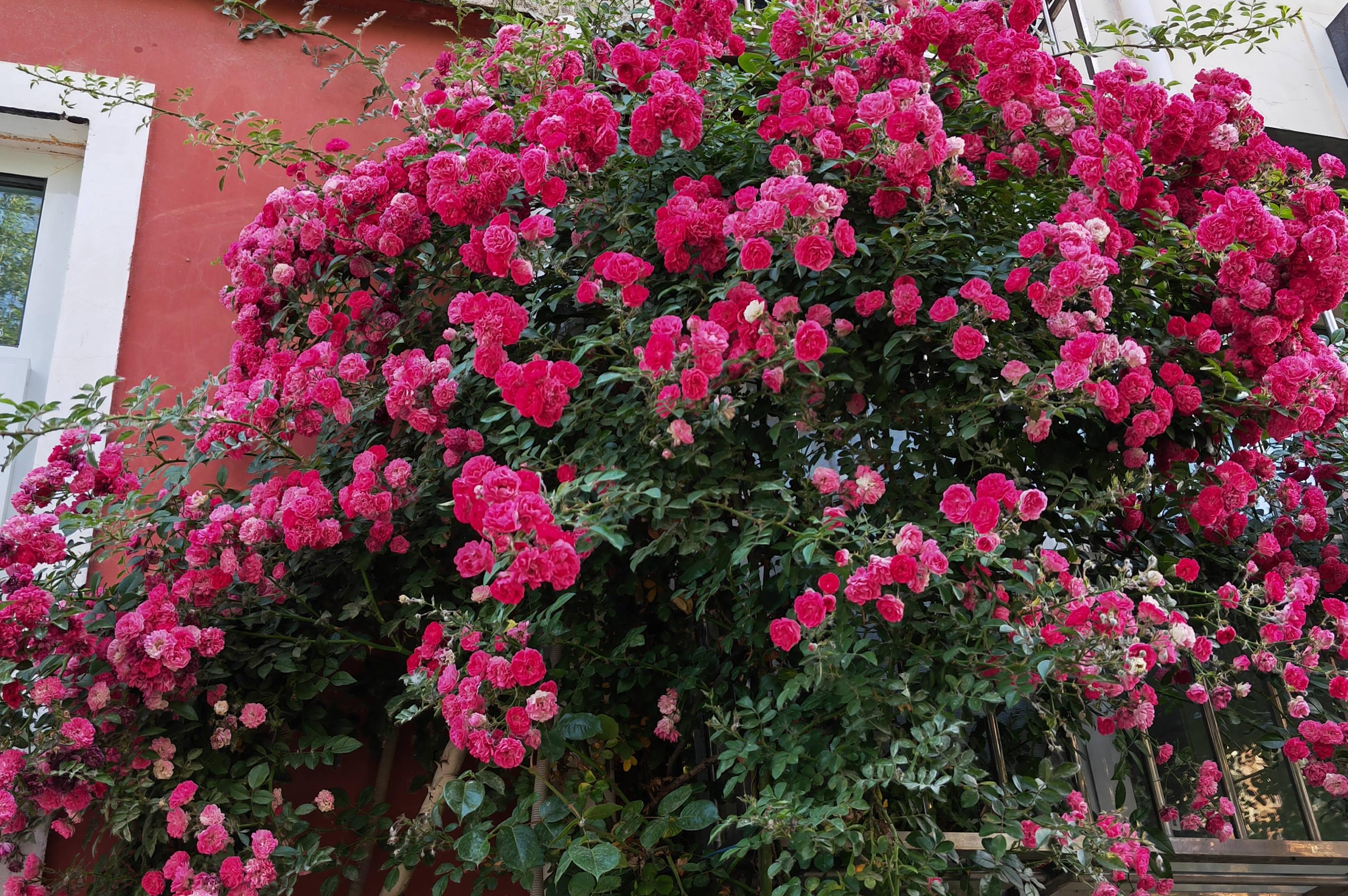 If you have a garden, just raise a rose, which is so beautiful that it ...