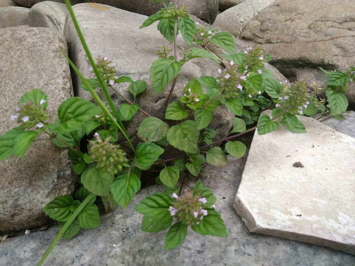 What kind of plant is a pinnacle - iNEWS