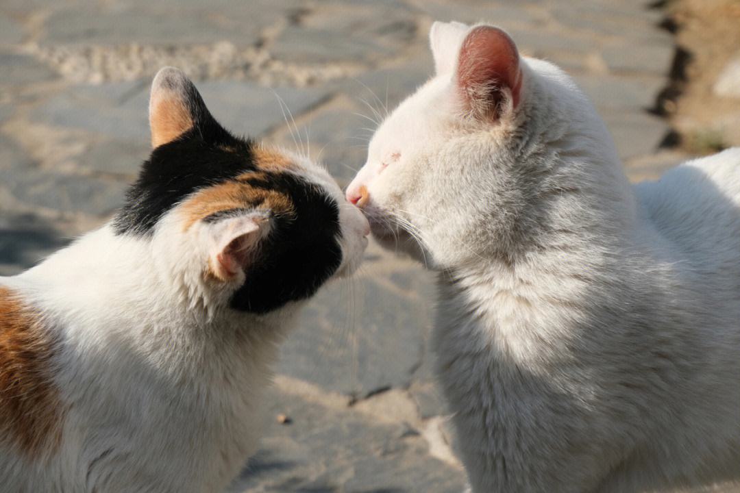 How much does the shit shoveler know about the criteria for cats to ...