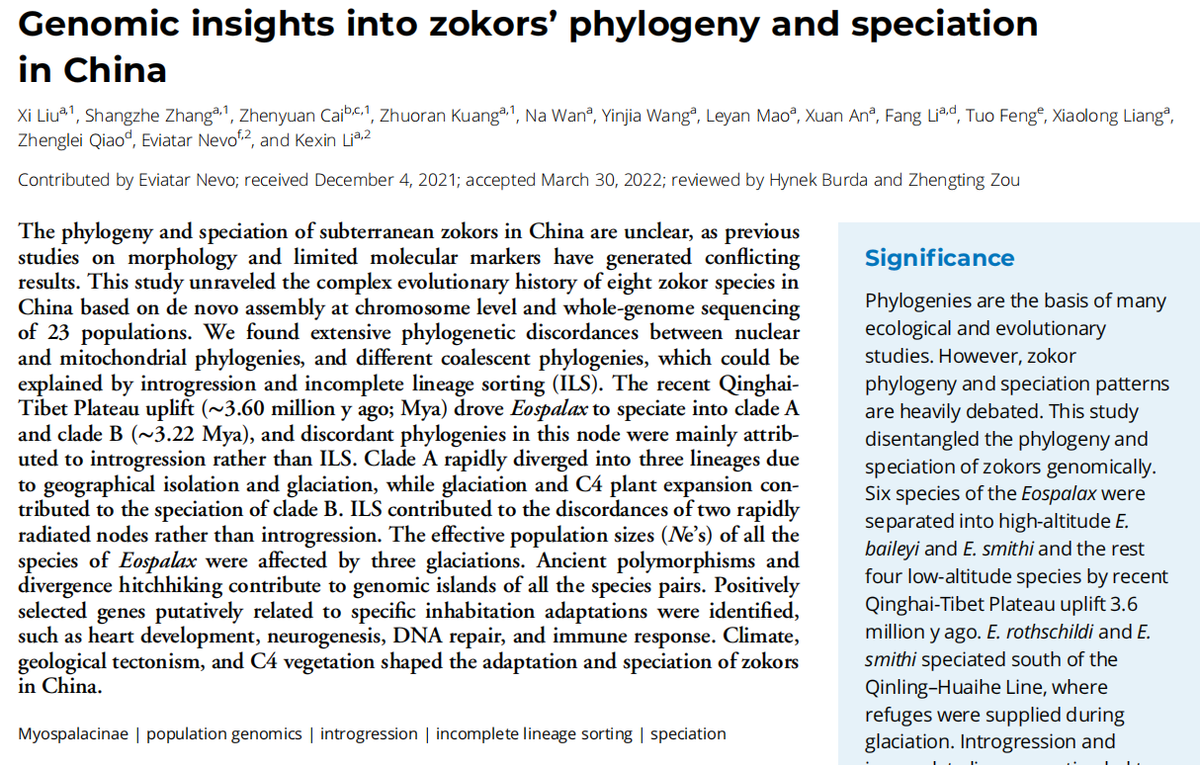 Rat in the world: an epic family history of zokor - iNEWS