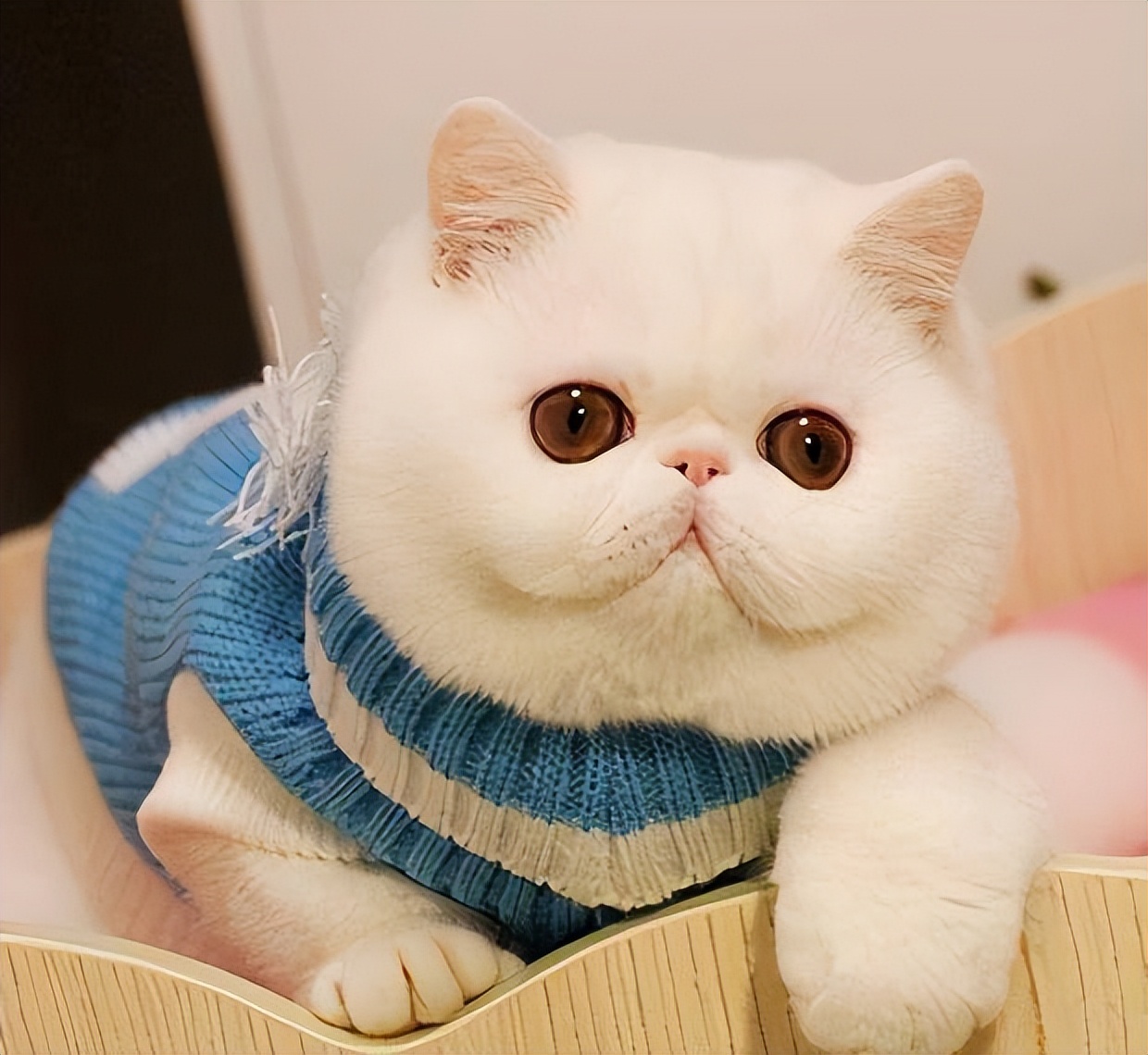 The difference between "Chinese pastoral cat" and "pet cat", everyone ...