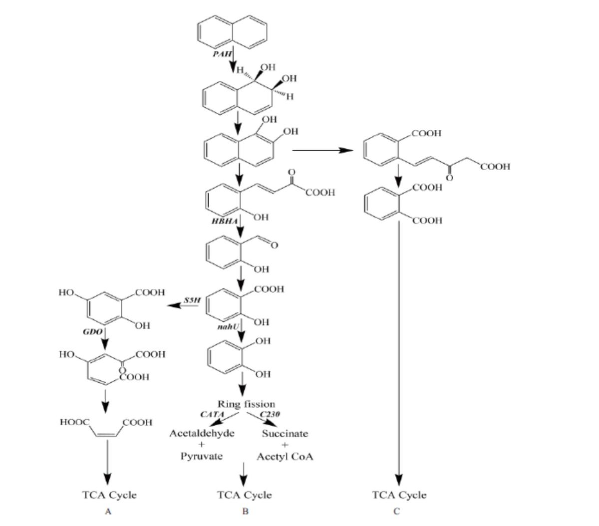 Physiological and biochemical characteristics and naphthalene ...