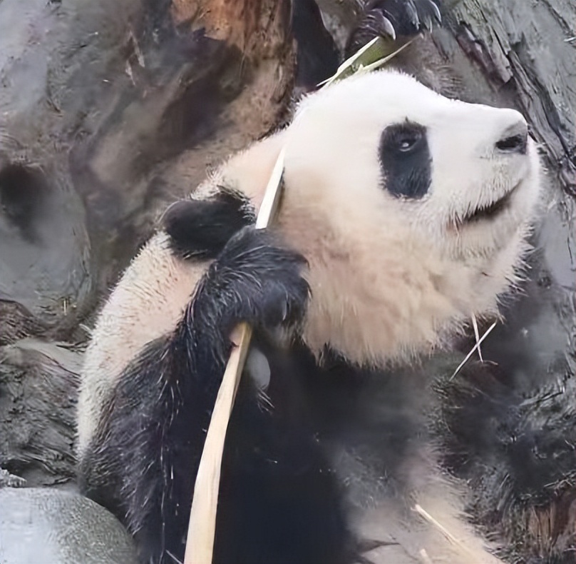 I heard that the real bear of Princess Menglan is called Xiao Tiantian ...