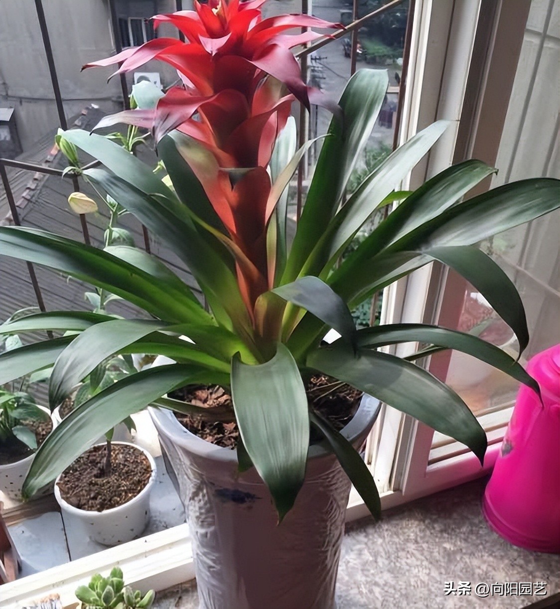 You don't need to raise too many plants, just one or two pots is enough ...