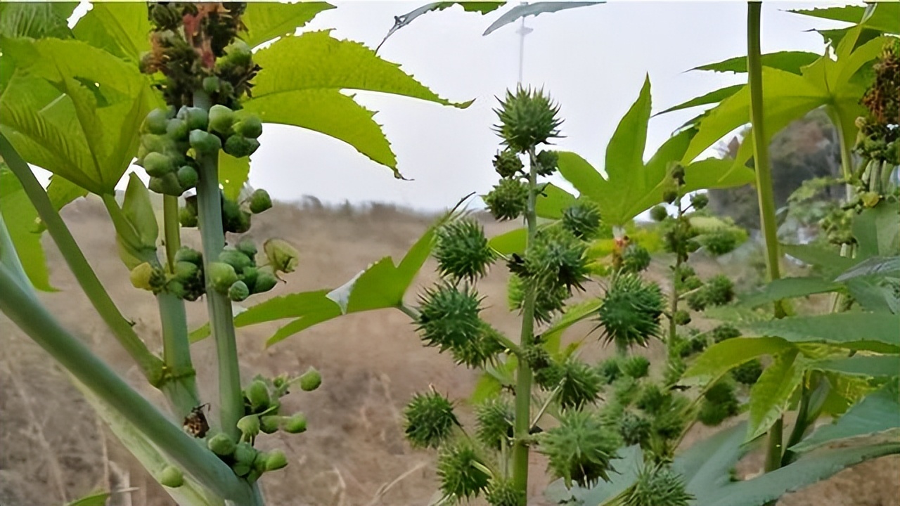 Five plants that are highly poisonous, ricin that sneaked up on Trump ...