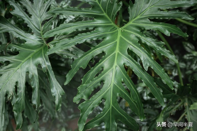Monstera: Raising a pot of monstera will make people feel good - iNEWS