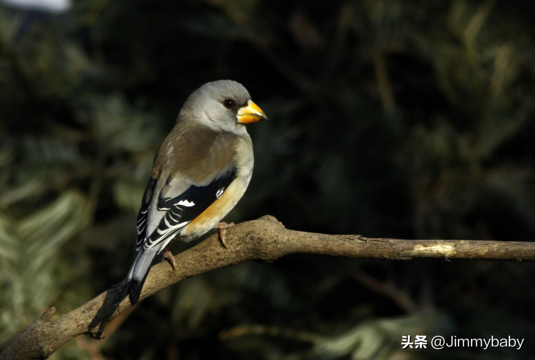The Legend of the National Bird of the World: Yemen (YEMEN) Arabian ...