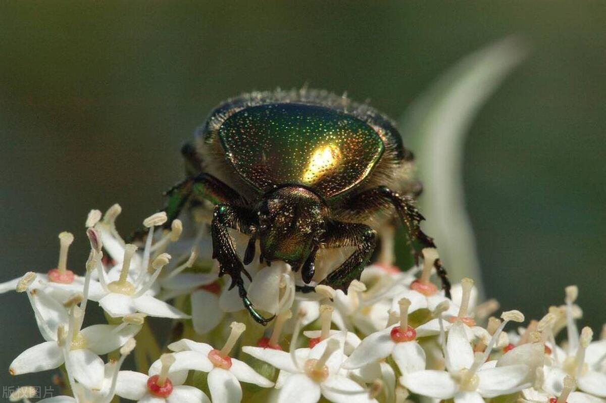 The Strange Evolution Journey of the Scarab: Exploring the Legendary ...