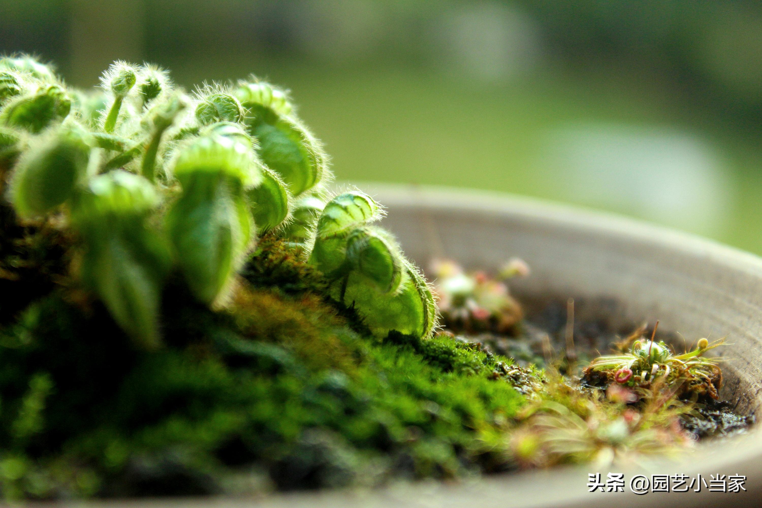 Rumor has been refuted!Two rumors about growing flowers - iNEWS