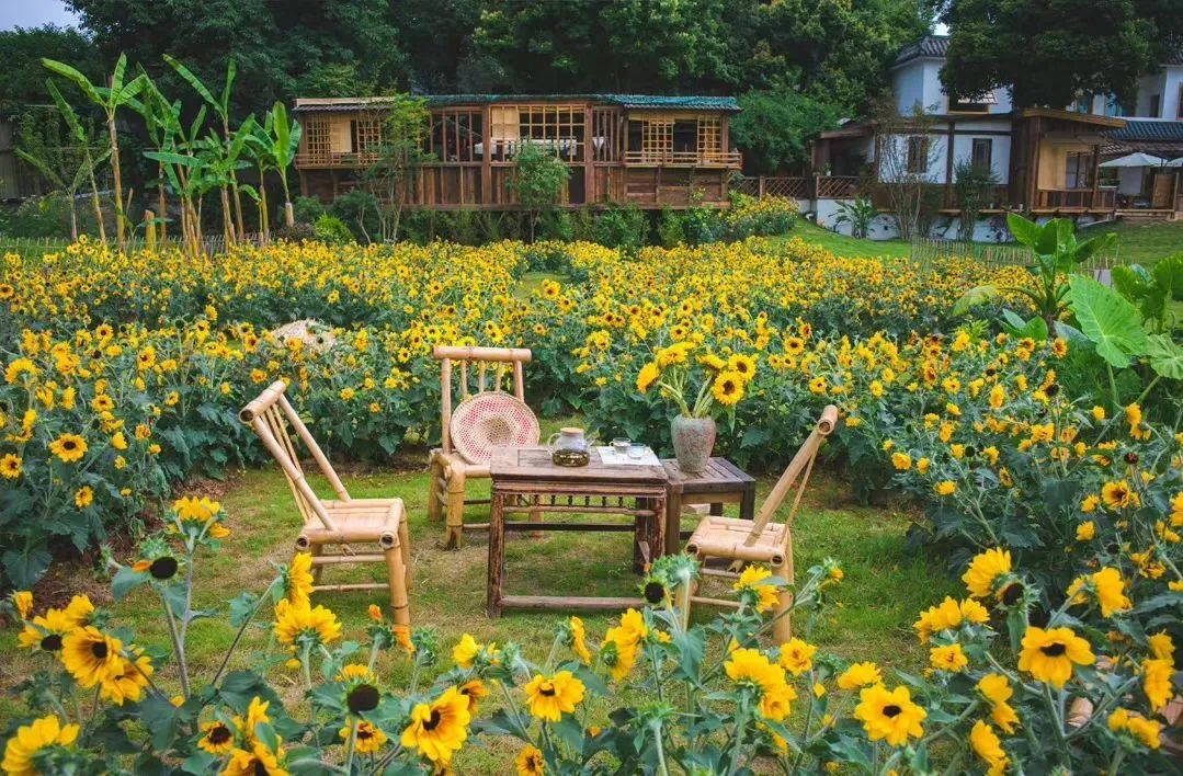 The "2022 Chengdu Sunflower Viewing Guide" is here, and the fastest 30 ...