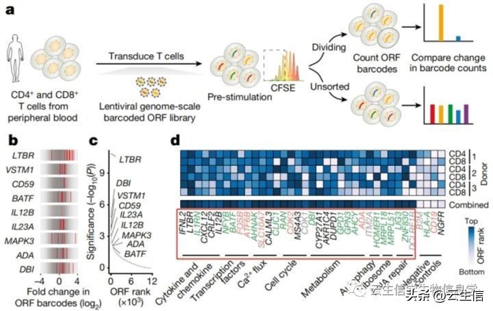 The first article on "T cell proliferation" has been published, and you ...