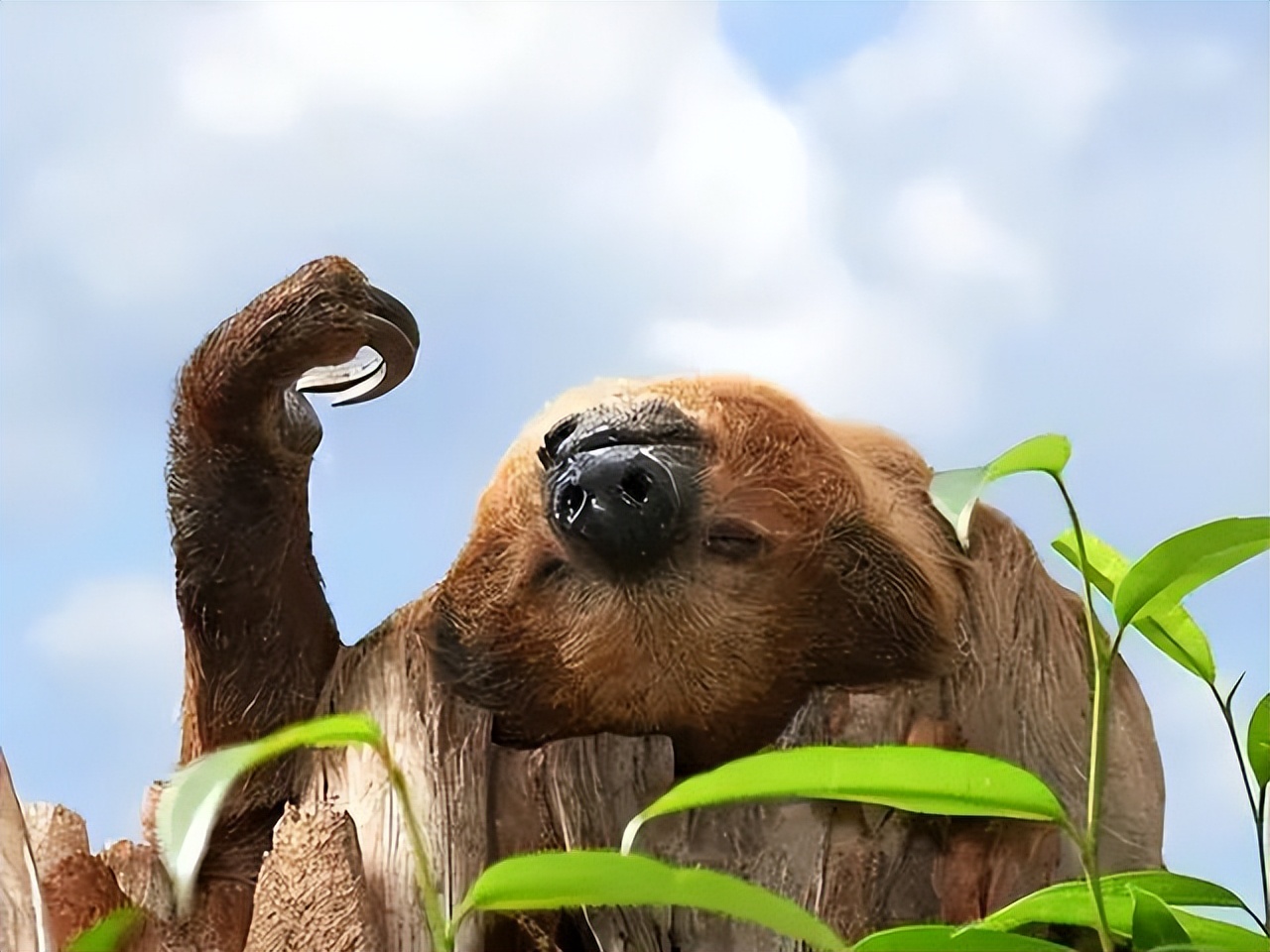 Why Did Sloths A Species With Weak Defenses Not Go Extinct What Does