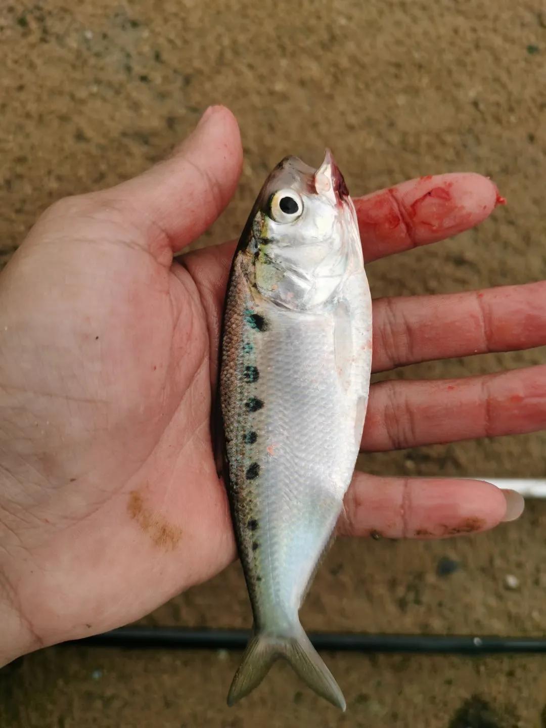 meet these fish - iNEWS