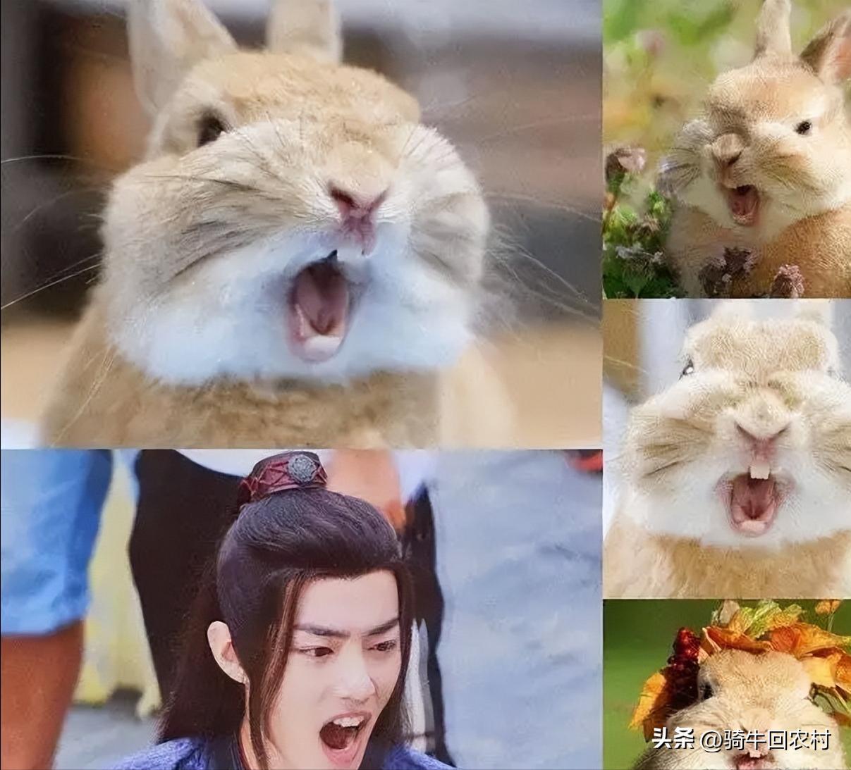 Xiao Zhan hits the dog's expression bag - iMedia