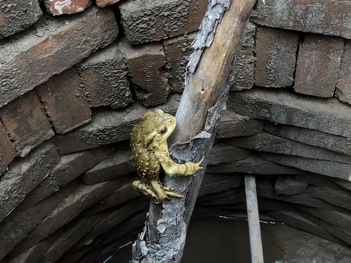 Frogs in the bay toast - iNEWS