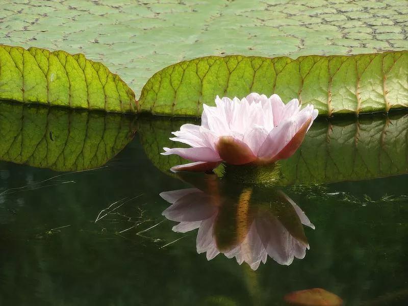 National Botanical Garden summer king lotus - iNEWS