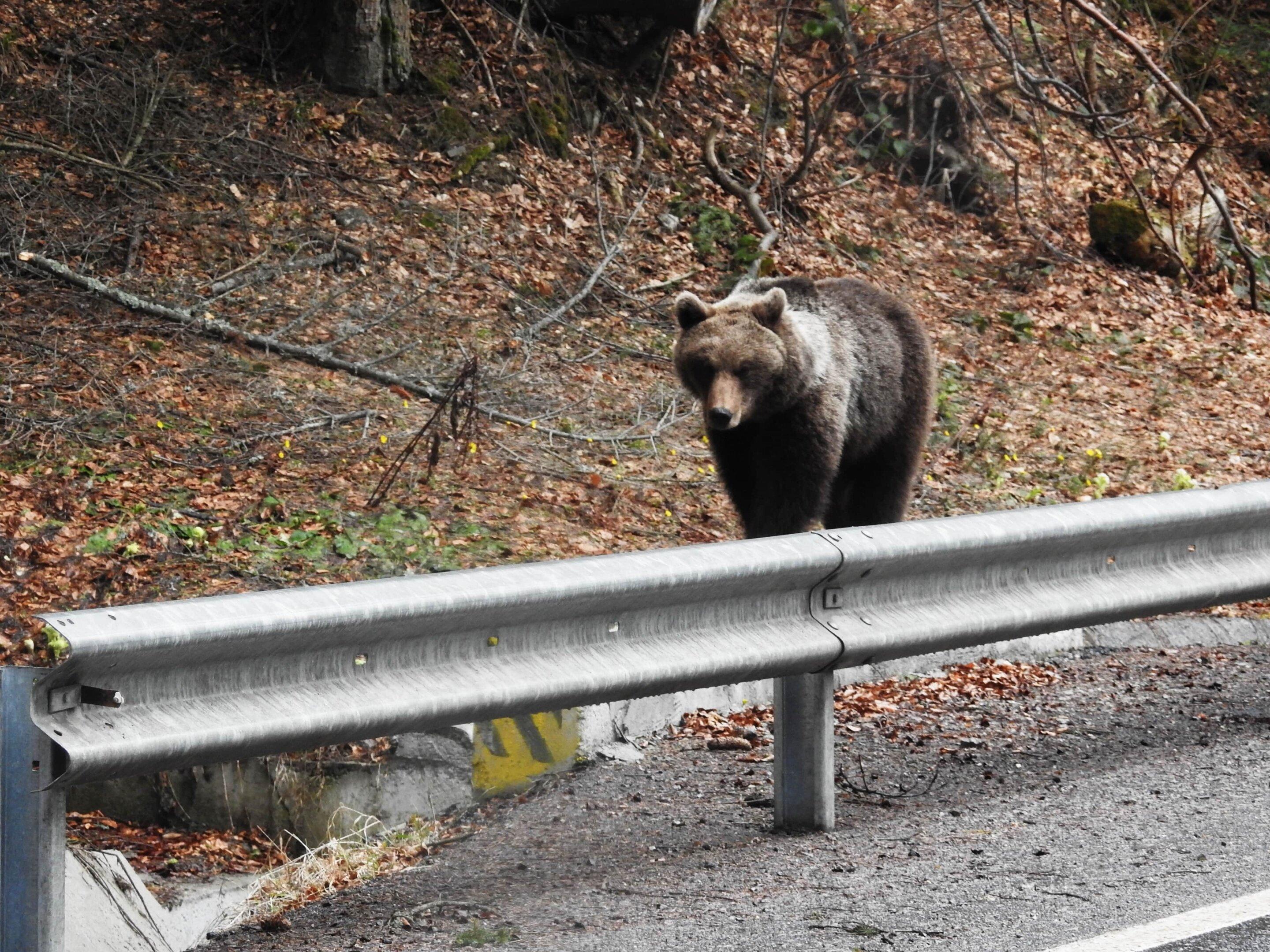 The drums of war are beeping: 7,000 Eurasian brown bears, the kings of ...